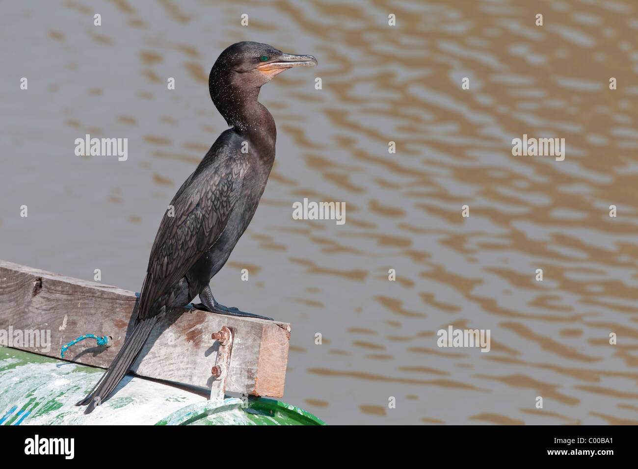 Neotropic Cormorant / Phalacrocorax brasilianus Stock Photo - Alamy