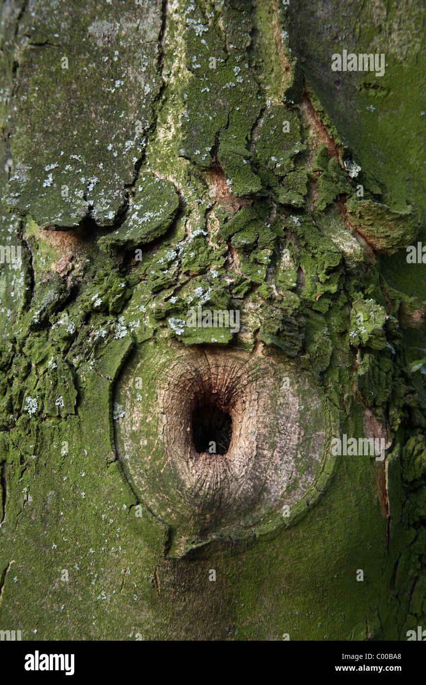 Ahornbaumstamm, Astloch, Acer, Maple tree, knot Stock Photo - Alamy