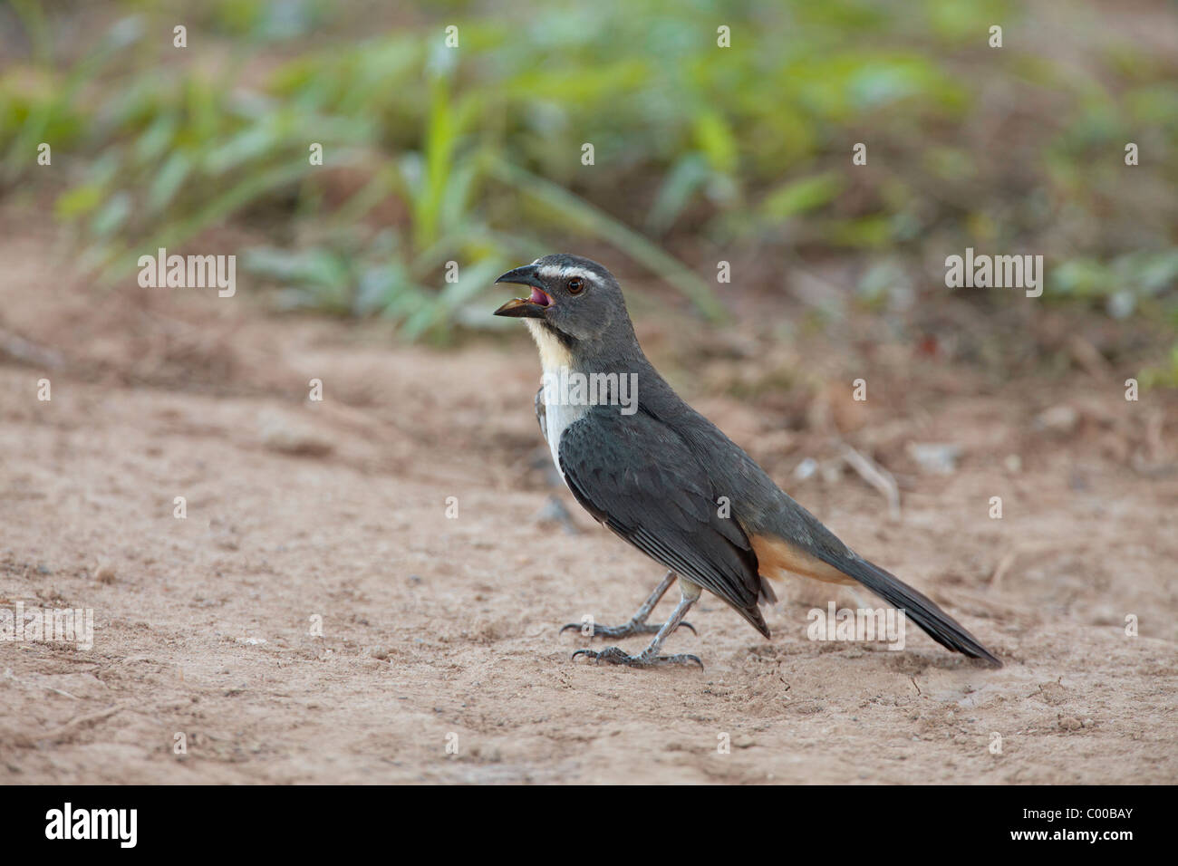 Greyish Saltator / Saltator coerulescens Stock Photo - Alamy