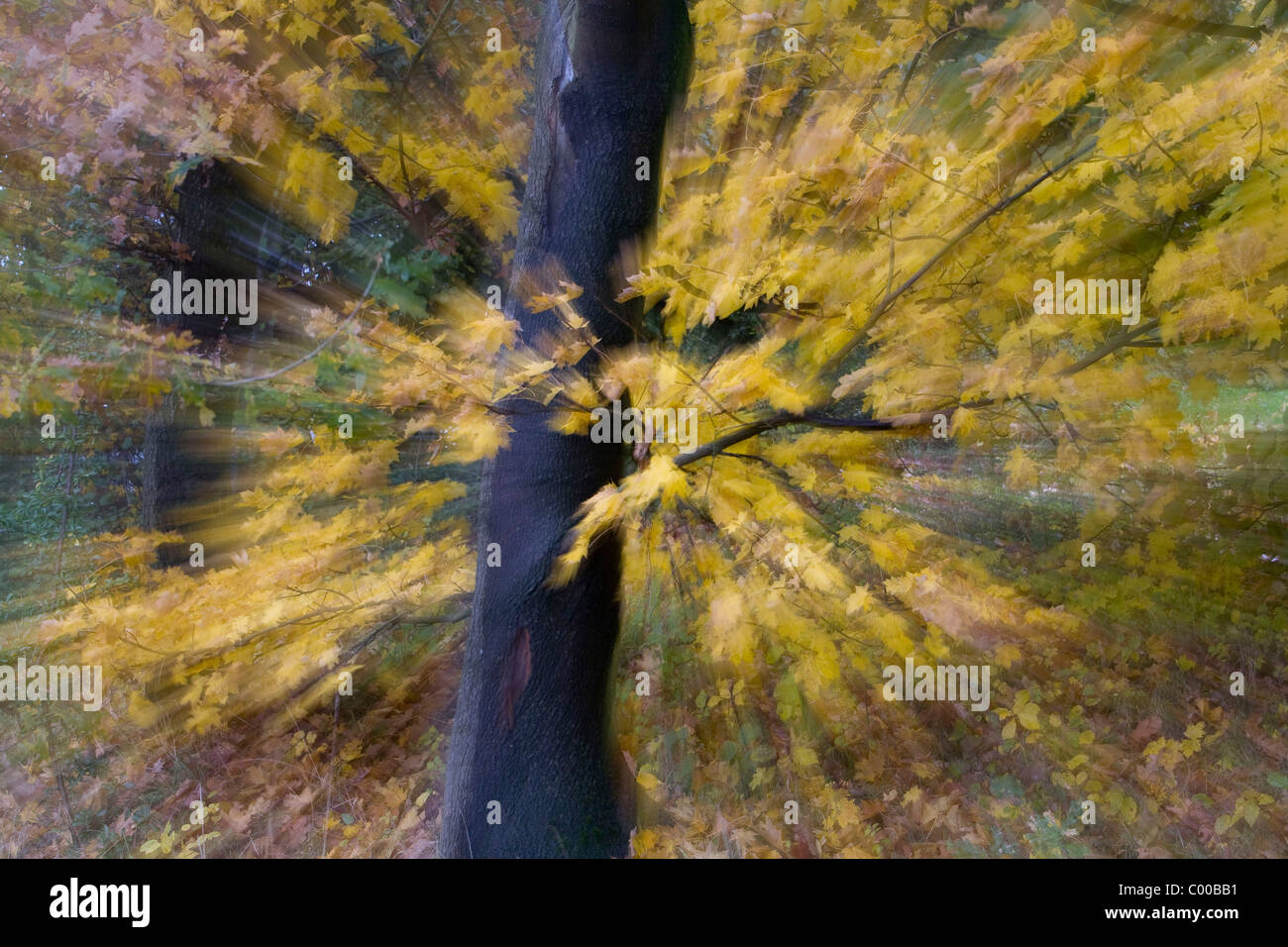 Ahornbaum im Herbst mit letzten Blaettern, Acer, Maple Tree in autumn ...
