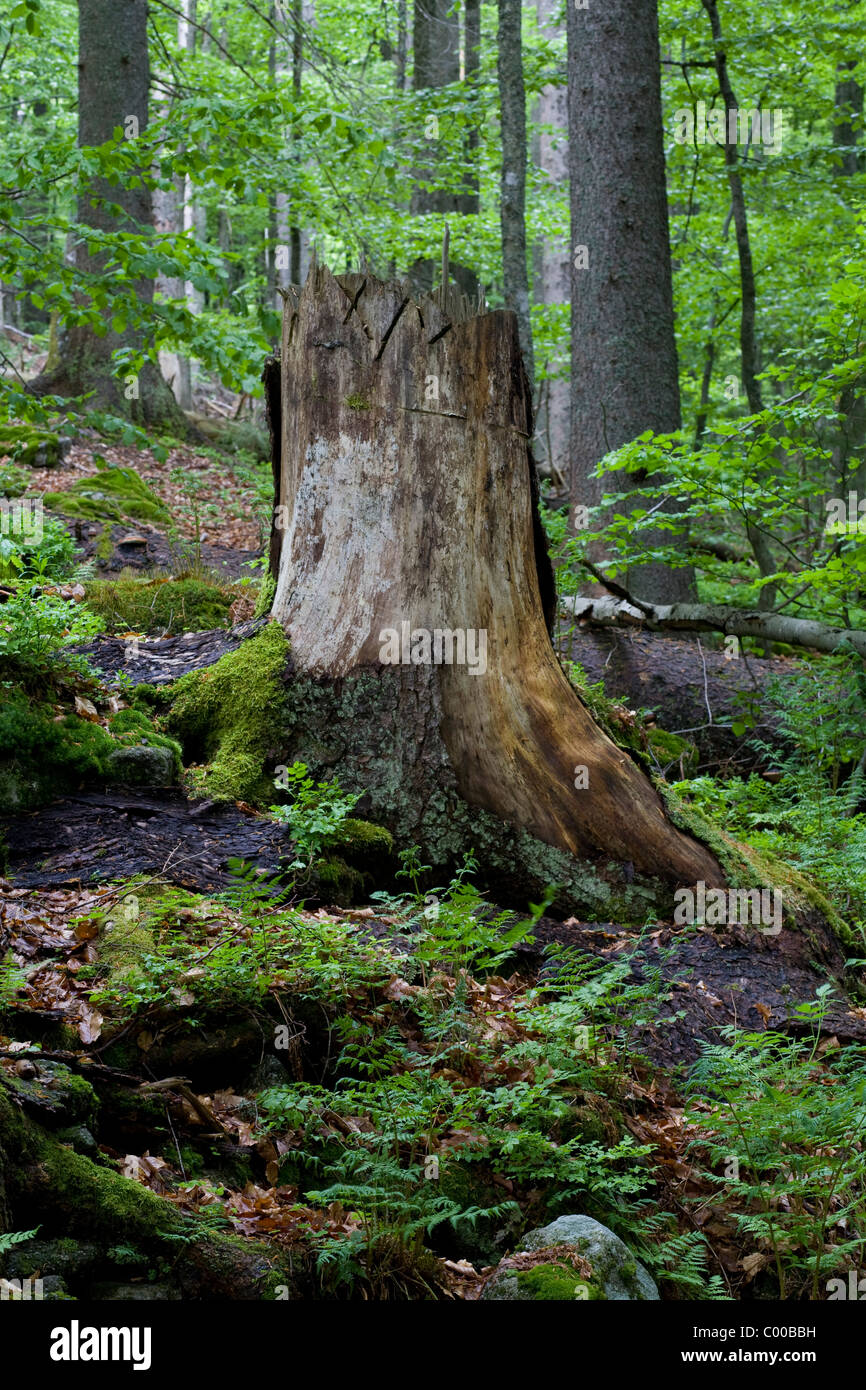 primeval german forest roots Stock Photo - Alamy