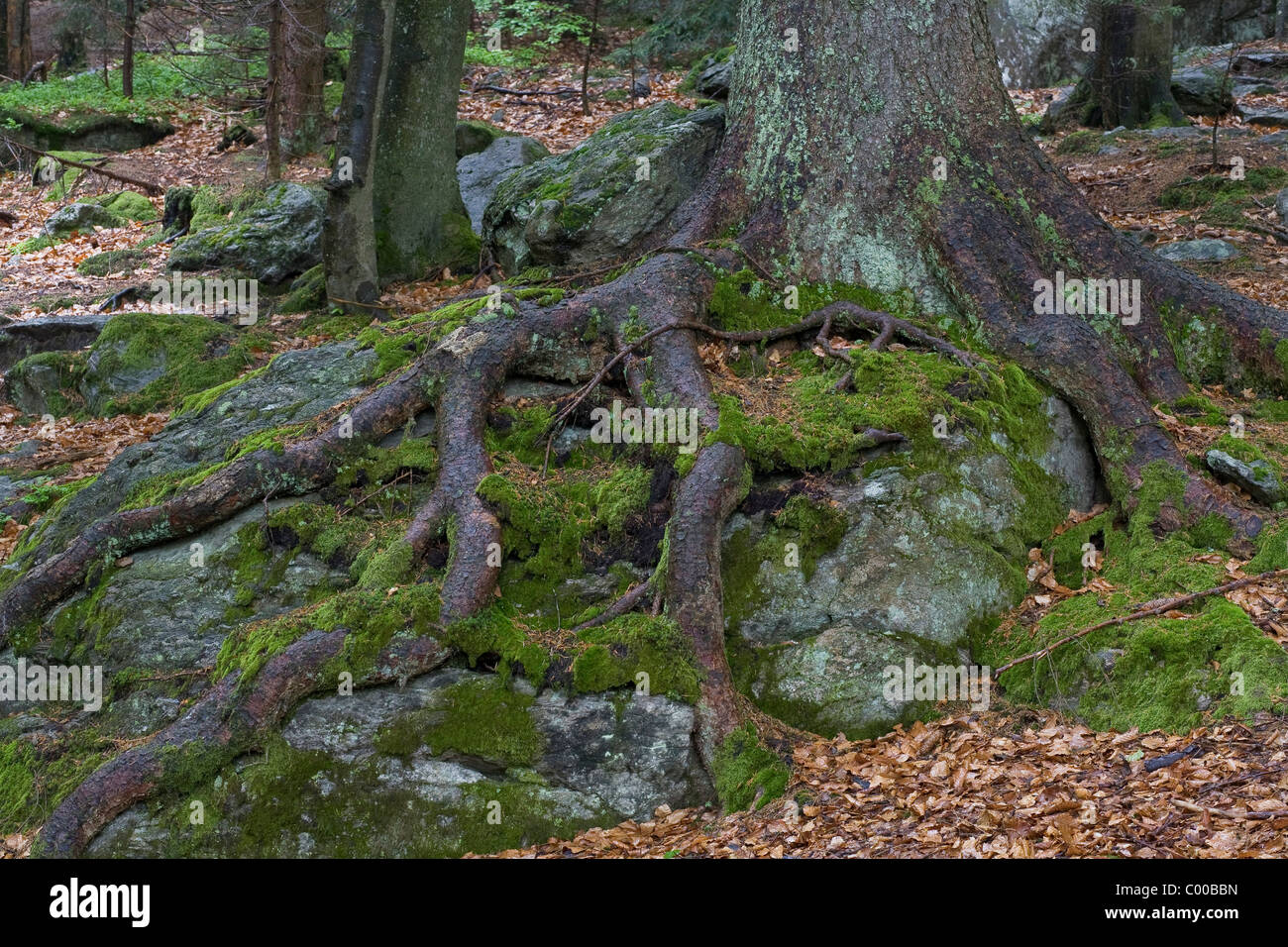 primeval german forest roots Stock Photo - Alamy