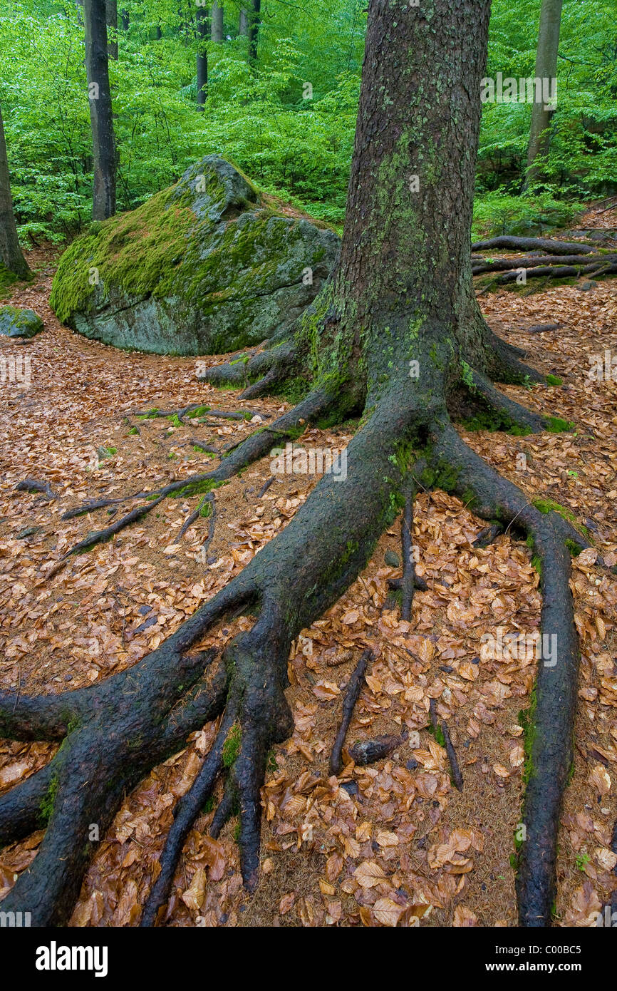 Bavarian pflanze hi-res stock photography and images - Alamy
