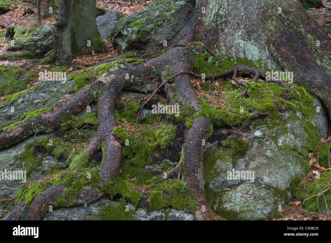 Bavarian pflanze hi-res stock photography and images - Alamy