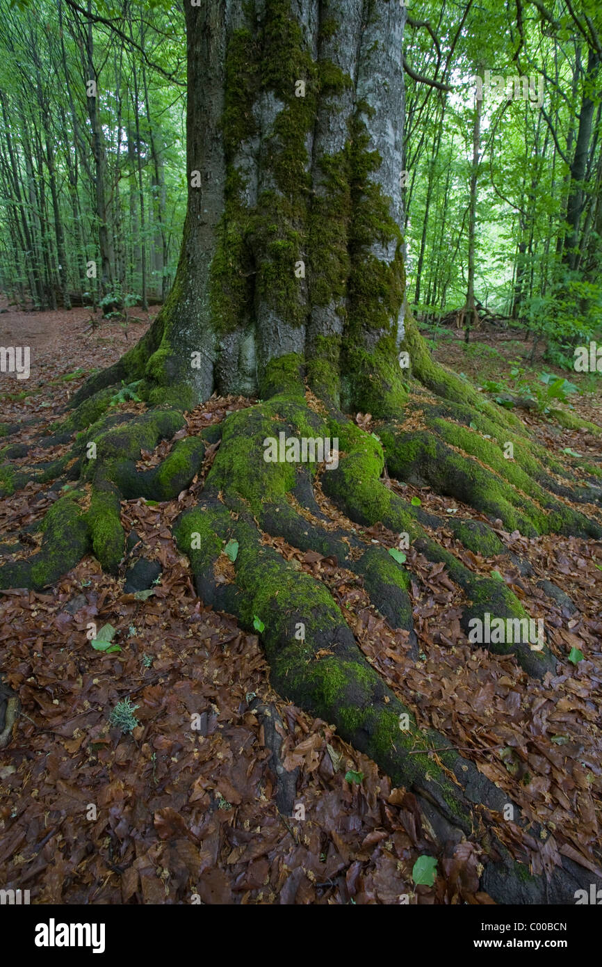 Wurzelsystem hi-res stock photography and images - Alamy