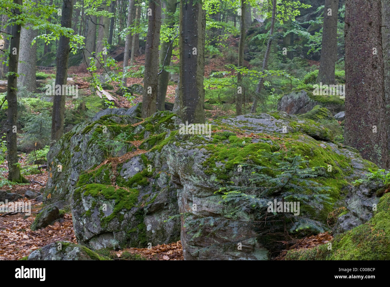 German forest hi-res stock photography and images - Alamy