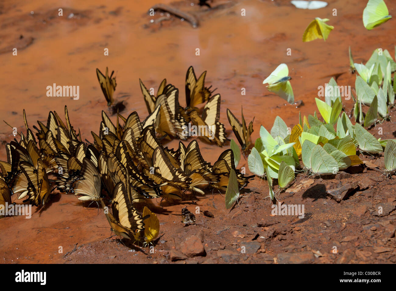 butterflies - drinking Stock Photo - Alamy