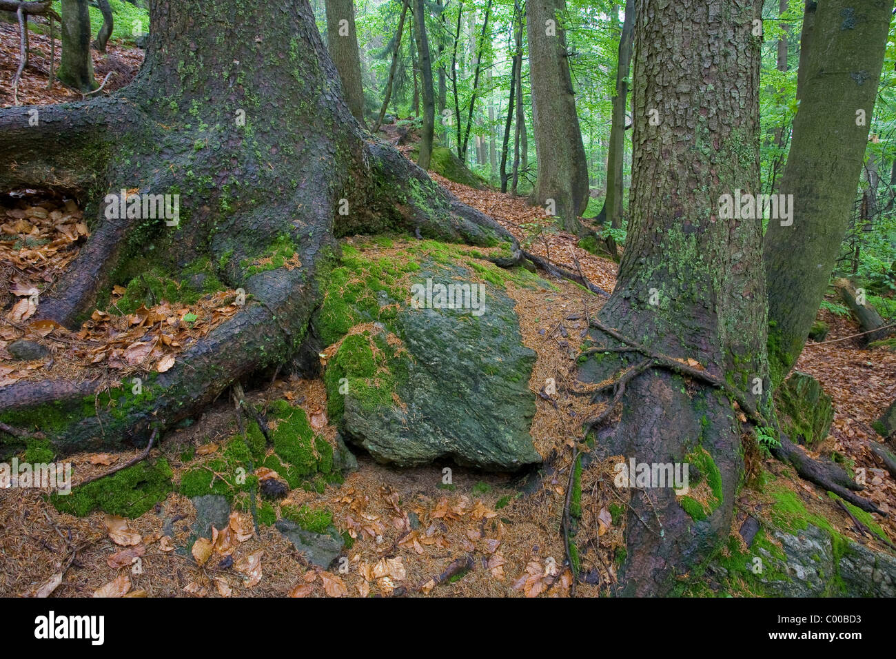 primeval german forest roots Stock Photo - Alamy