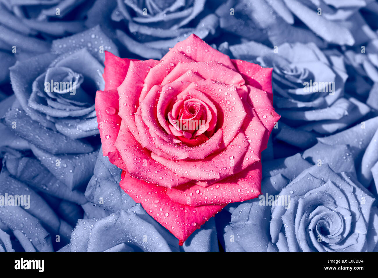 Blue And Pink Roses Images at Bernadette Williams blog