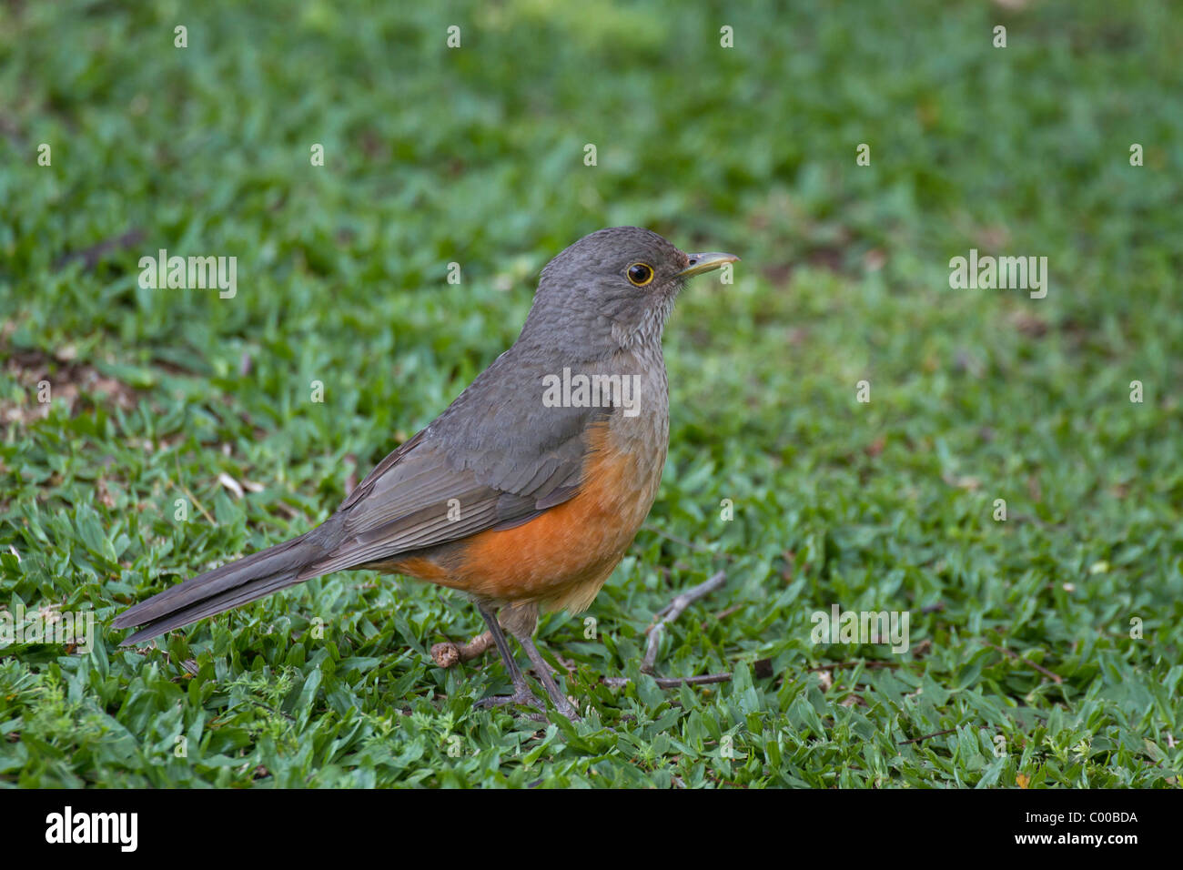 Rufous-bellied Thrush / Turdus rufiventris Stock Photo - Alamy