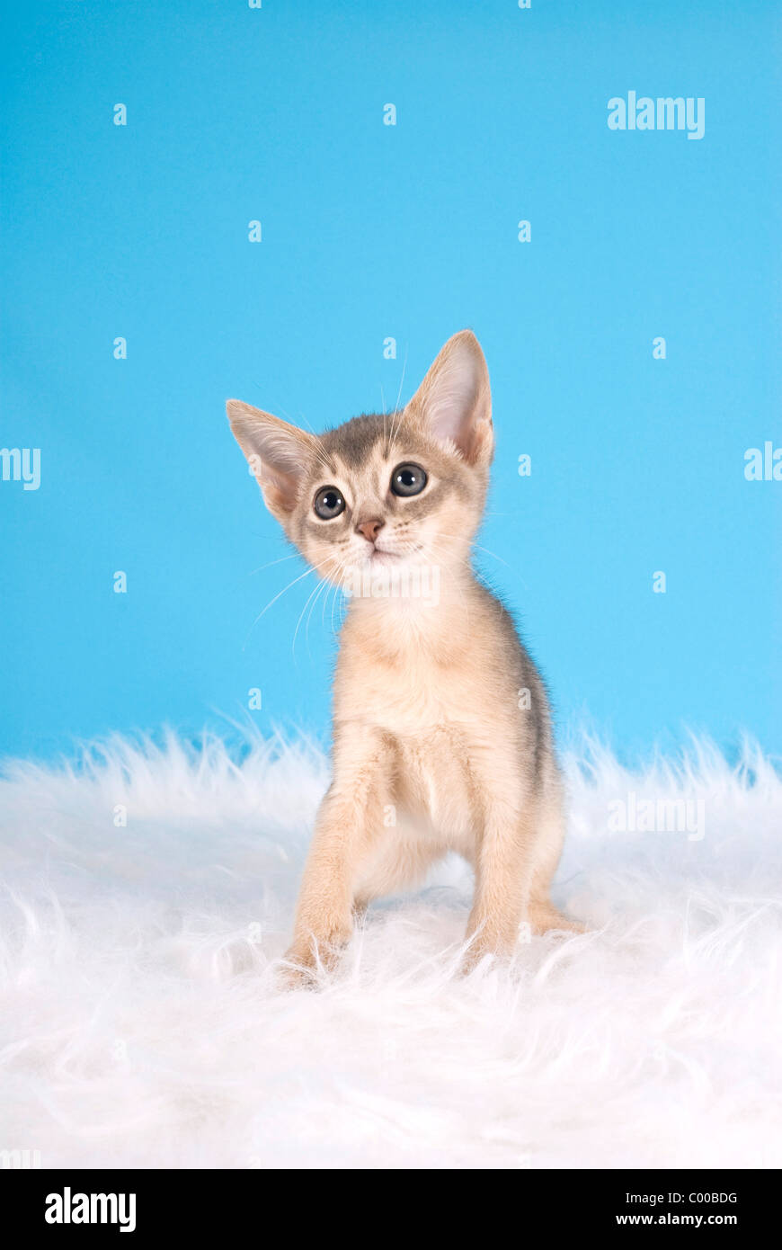 Abyssinian cat - kitten - standing Stock Photo - Alamy