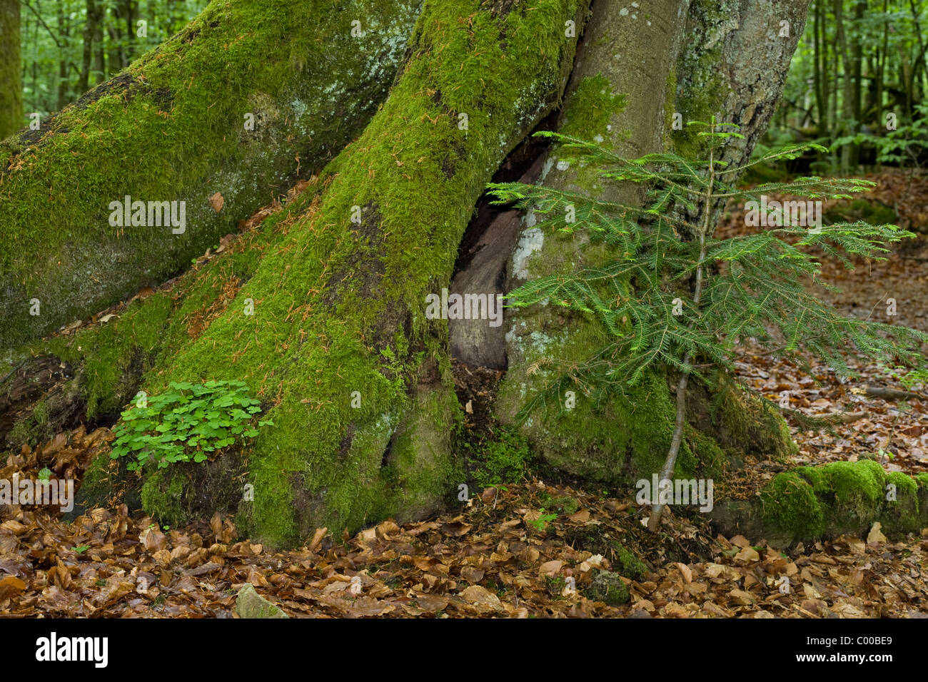 Buche forest hi-res stock photography and images - Alamy