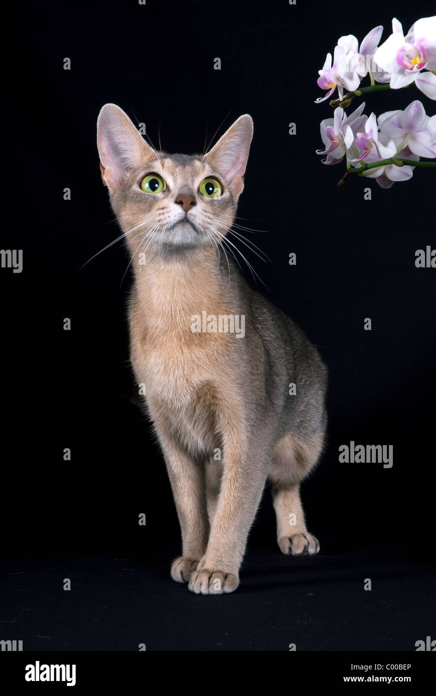 Abyssinian cat - standing Stock Photo - Alamy