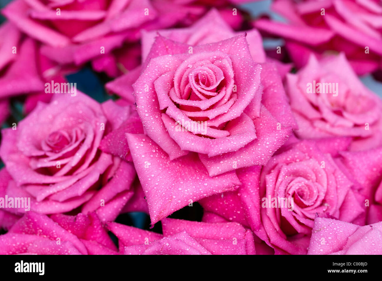 A bouquet of wet pink Roses Stock Photo - Alamy