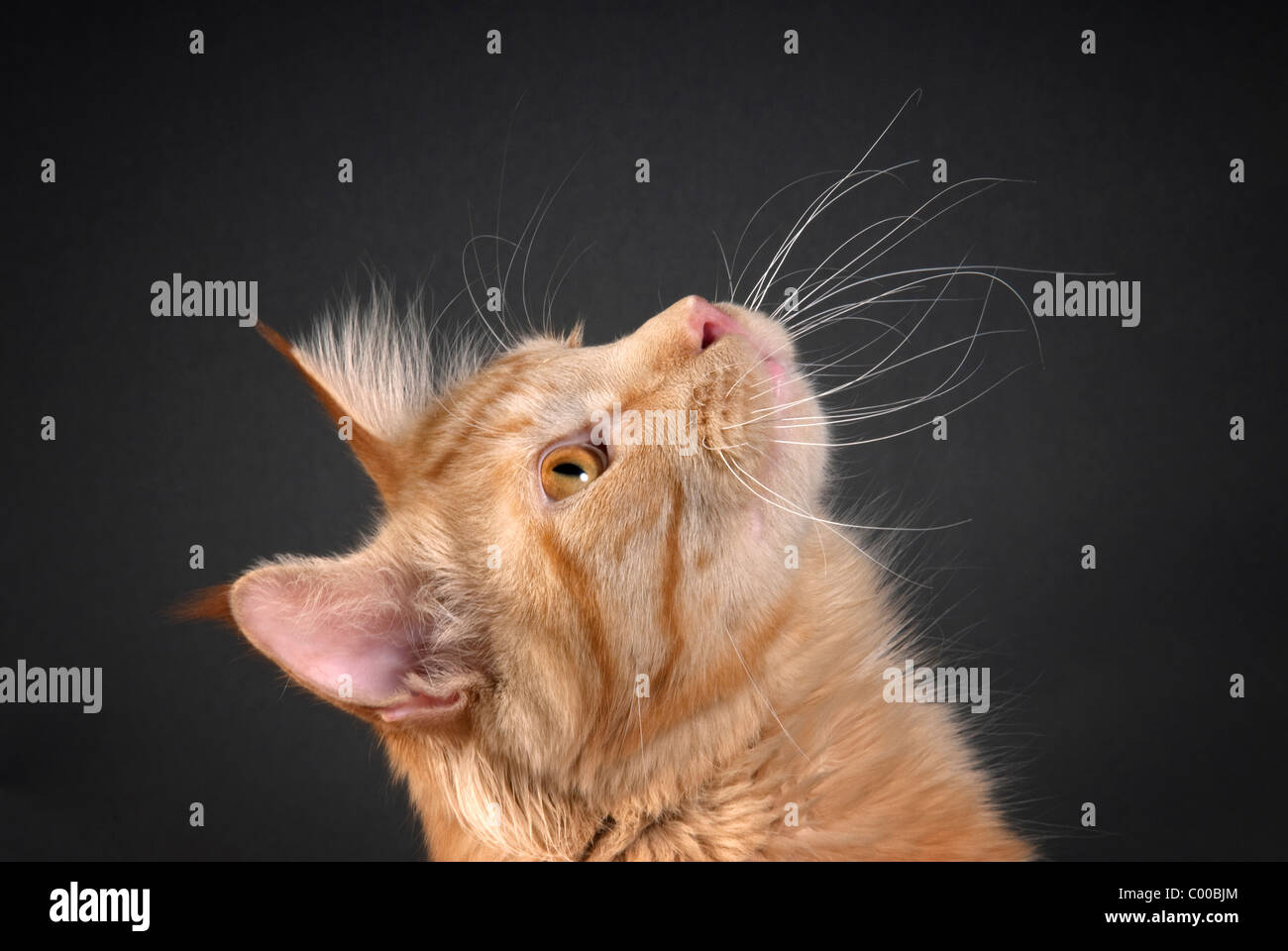 Maine Coon cat - portrait Stock Photo - Alamy