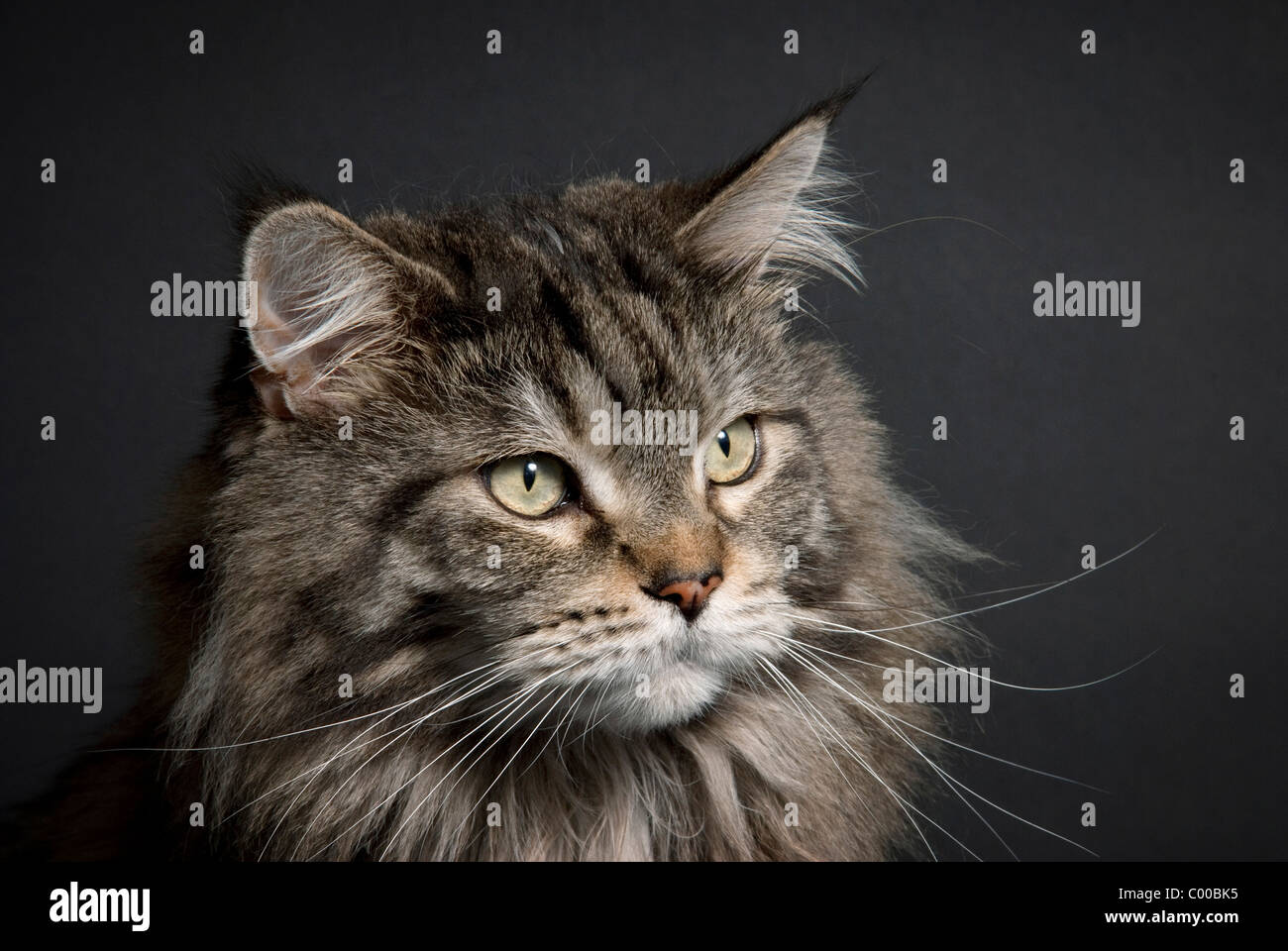 Maine Coon cat - portrait Stock Photo - Alamy
