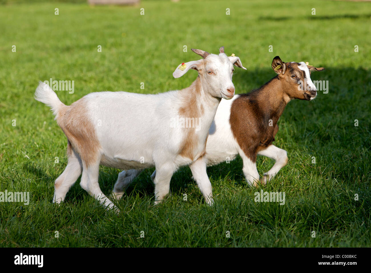 two Boer goats on meadow Stock Photo - Alamy