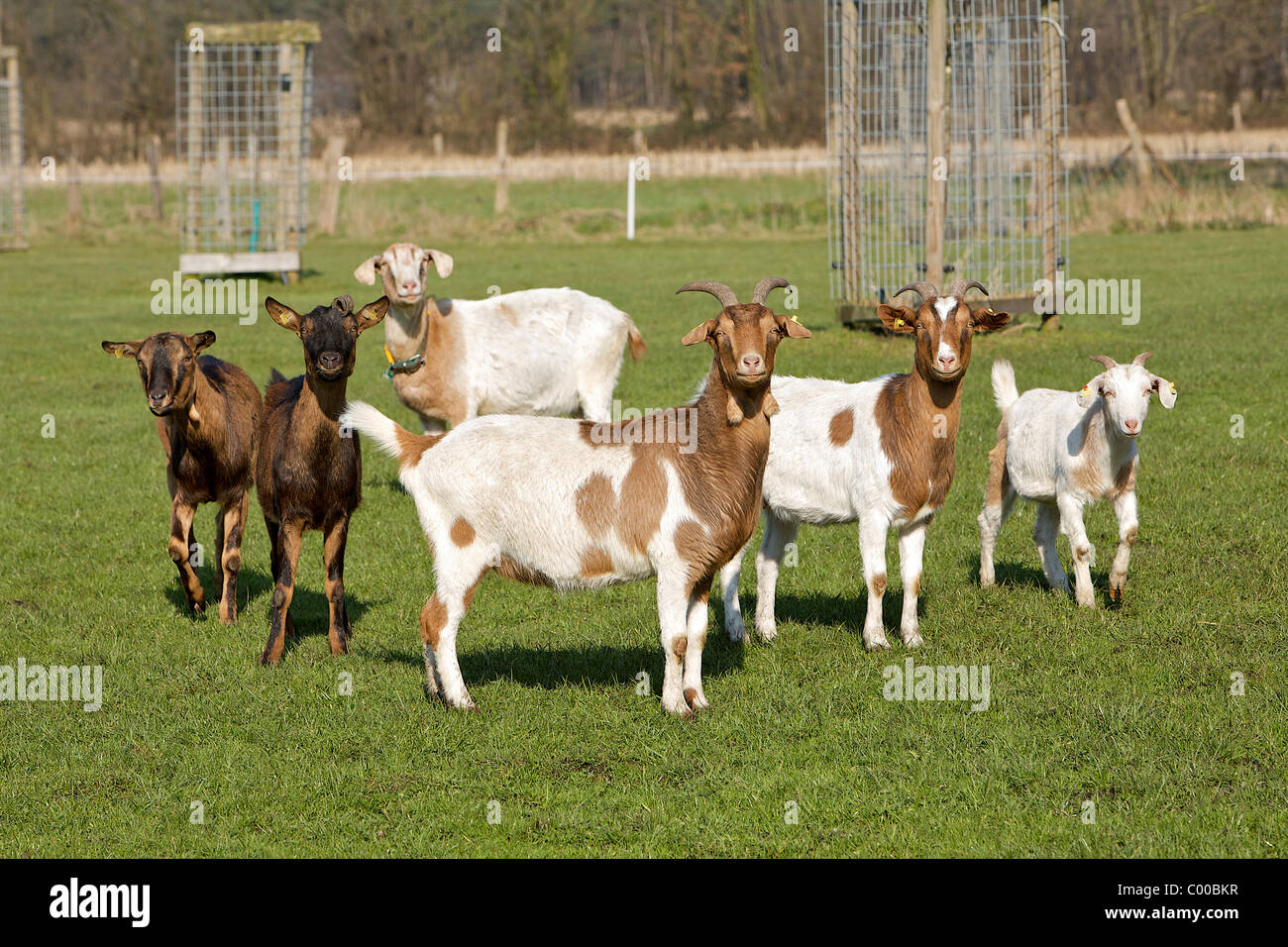 Boar goats hi-res stock photography and images - Alamy