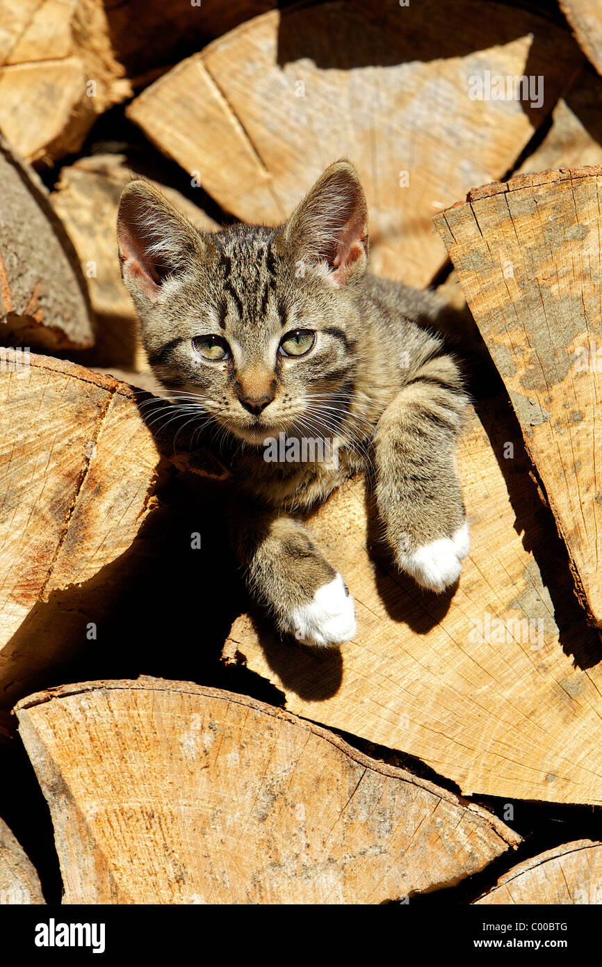 Cat lying on log hi-res stock photography and images - Alamy