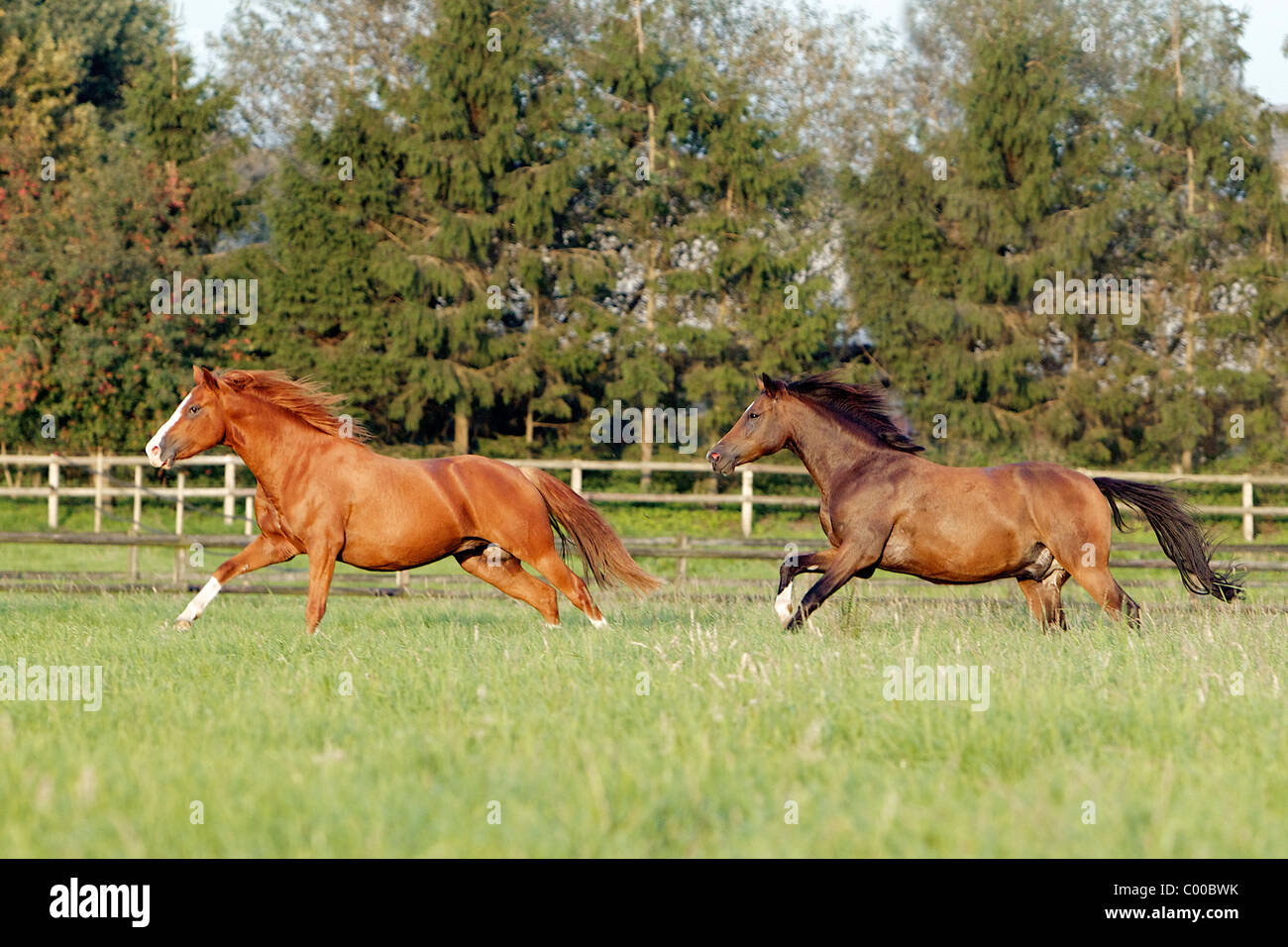 Two ponys hi-res stock photography and images - Alamy