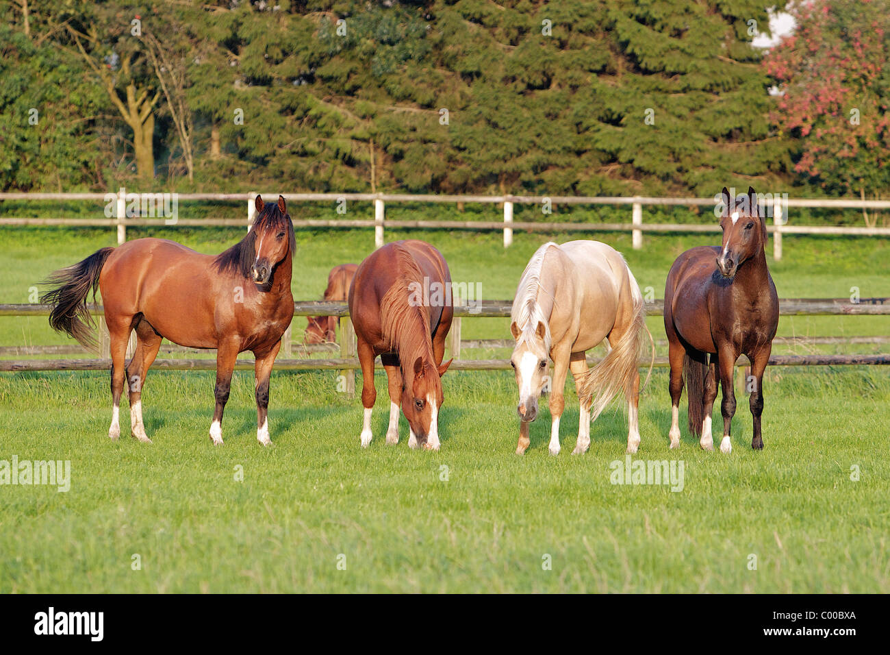German riding ponies hi-res stock photography and images - Alamy