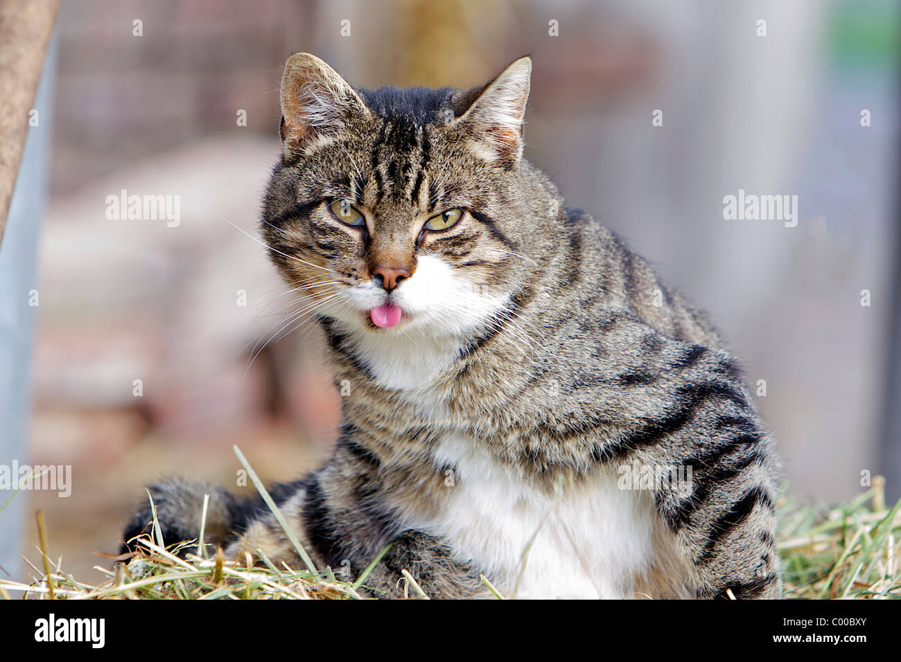 domestic cat - sitting in straw Stock Photo - Alamy