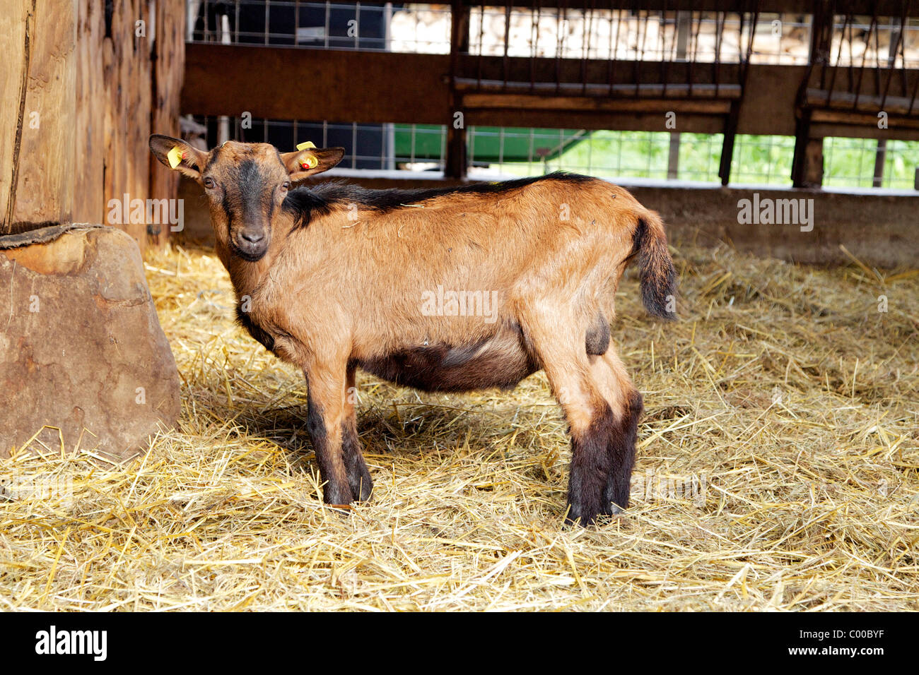 Domestic goat german improved fawn hi-res stock photography and images ...