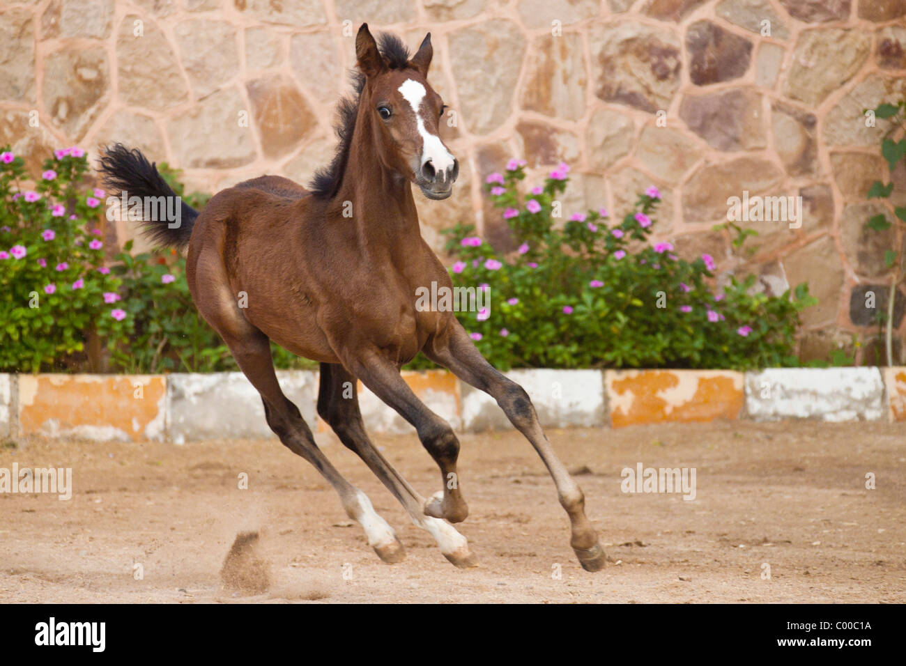 Arabian horse - foal - running Stock Photo - Alamy