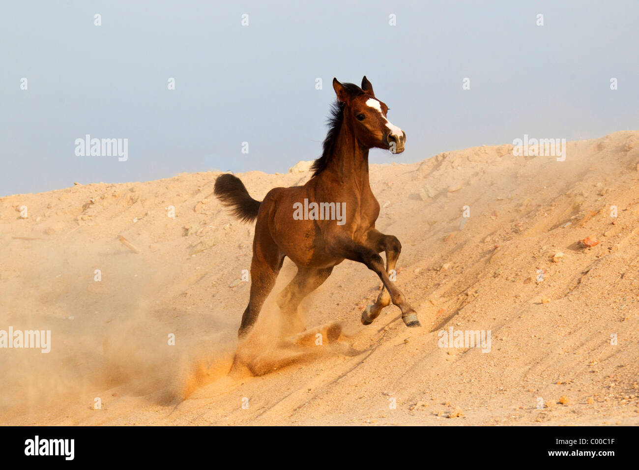 Arabian horse, foal running in sand Stock Photo - Alamy