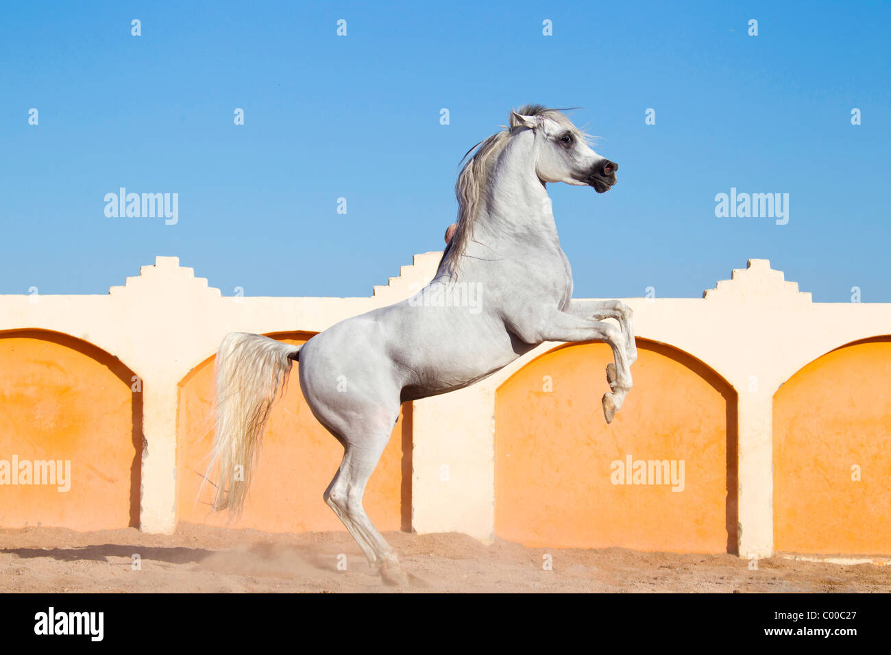 Arabian horse - rearing Stock Photo - Alamy
