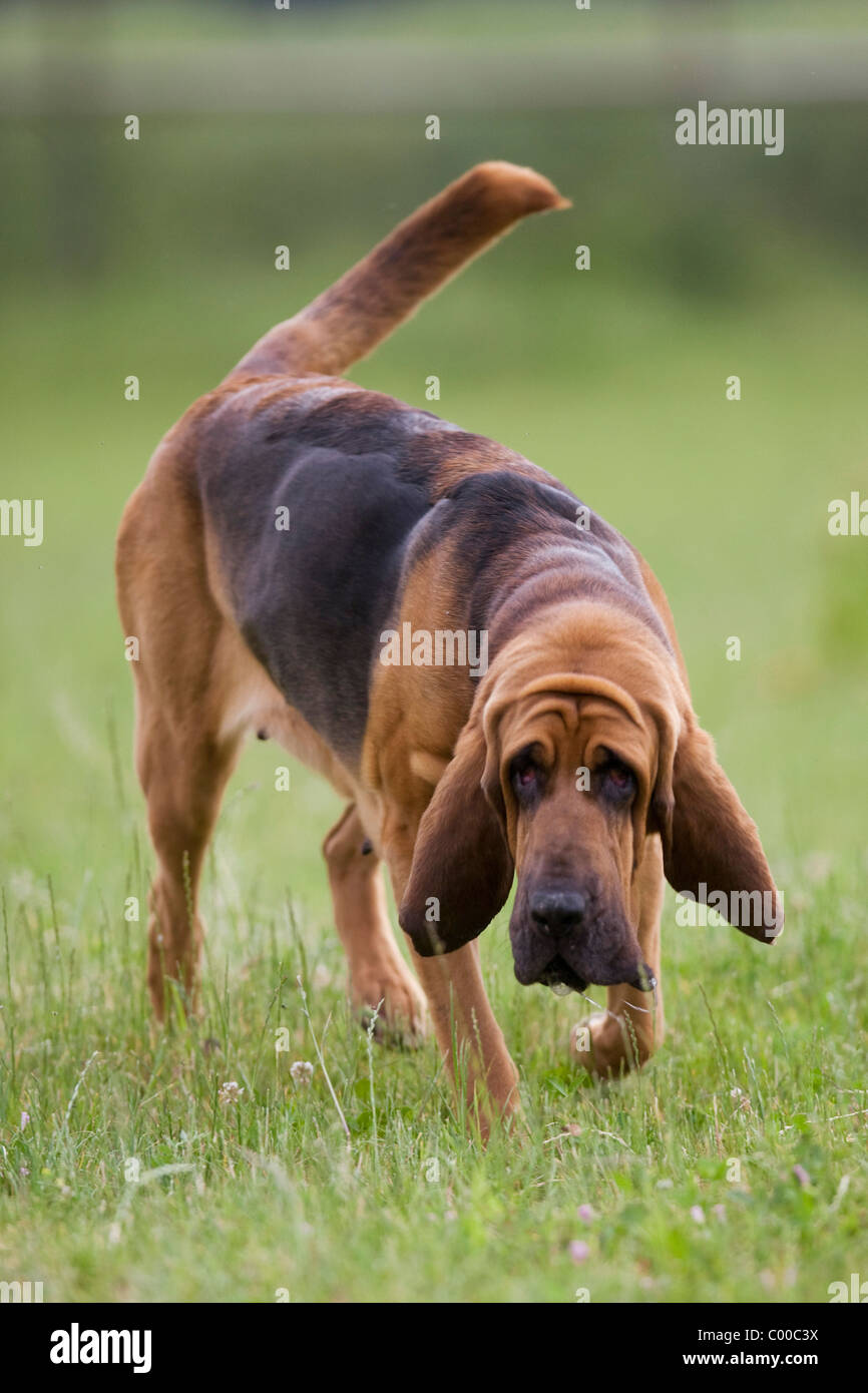 Bloodhound dog hi-res stock photography and images - Alamy
