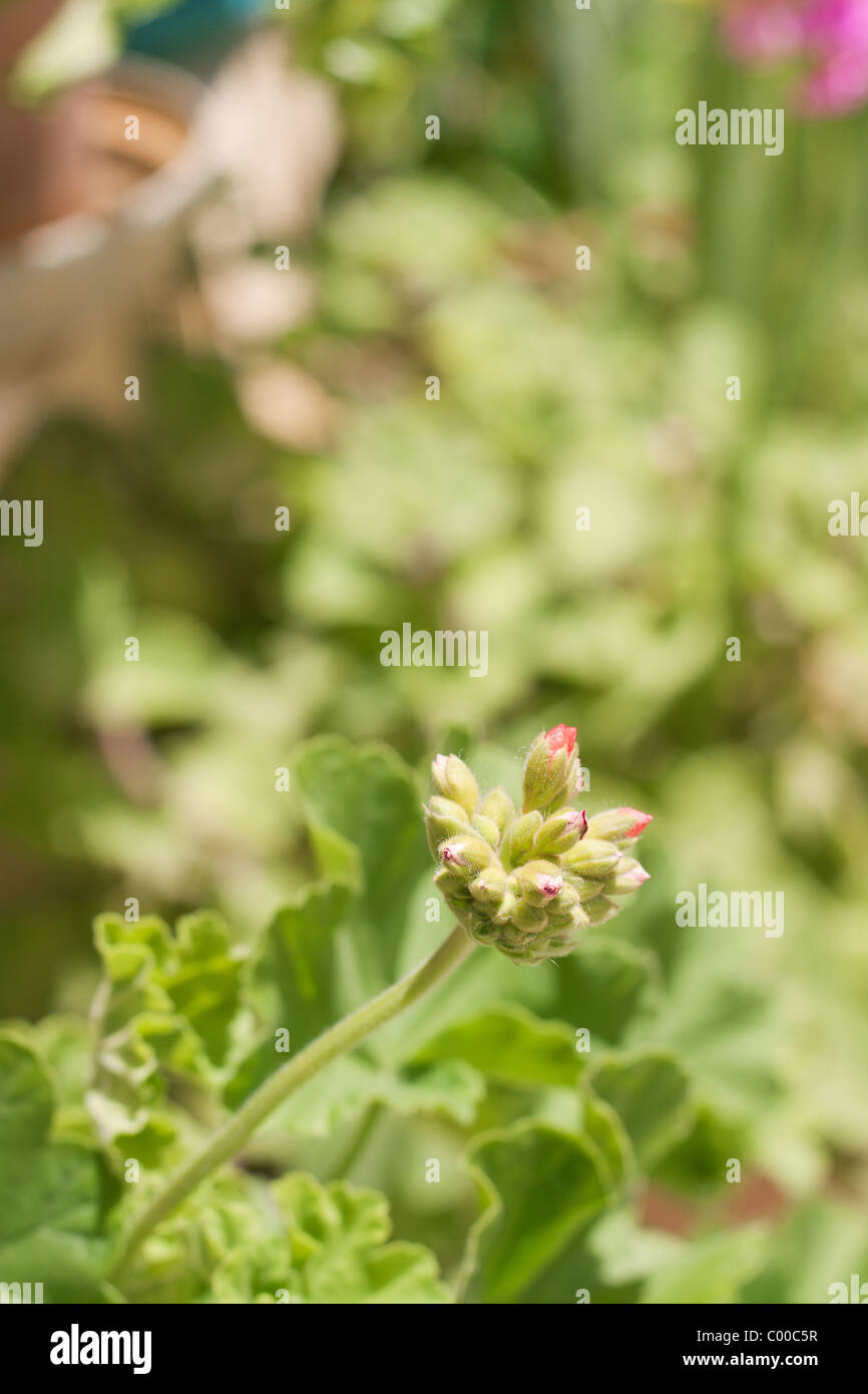 closeup of geranium buds Stock Photo - Alamy