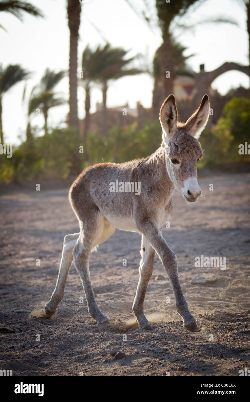 Farm animal donkey walks hi-res stock photography and images - Alamy