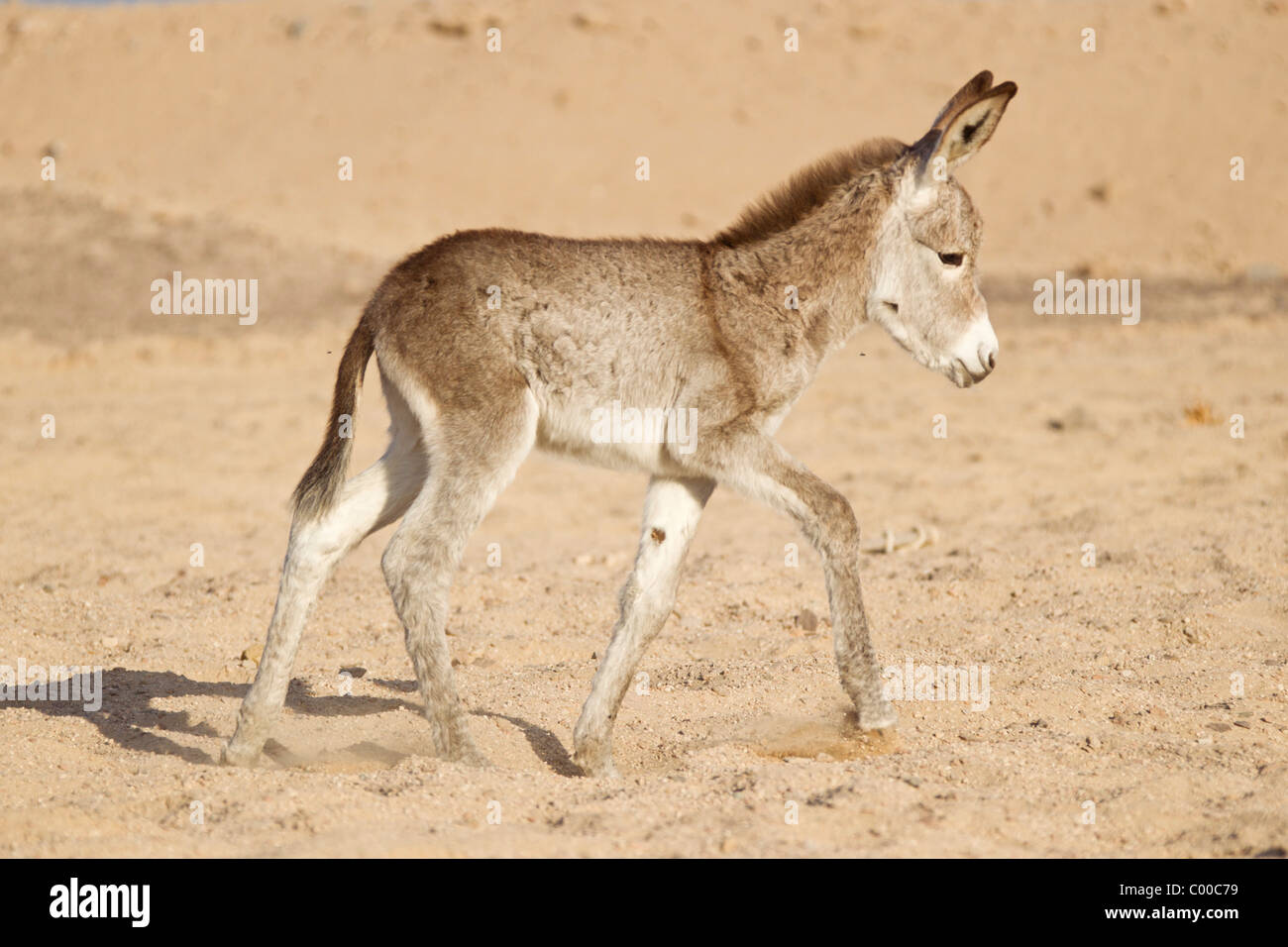 young donkey - walking Stock Photo - Alamy