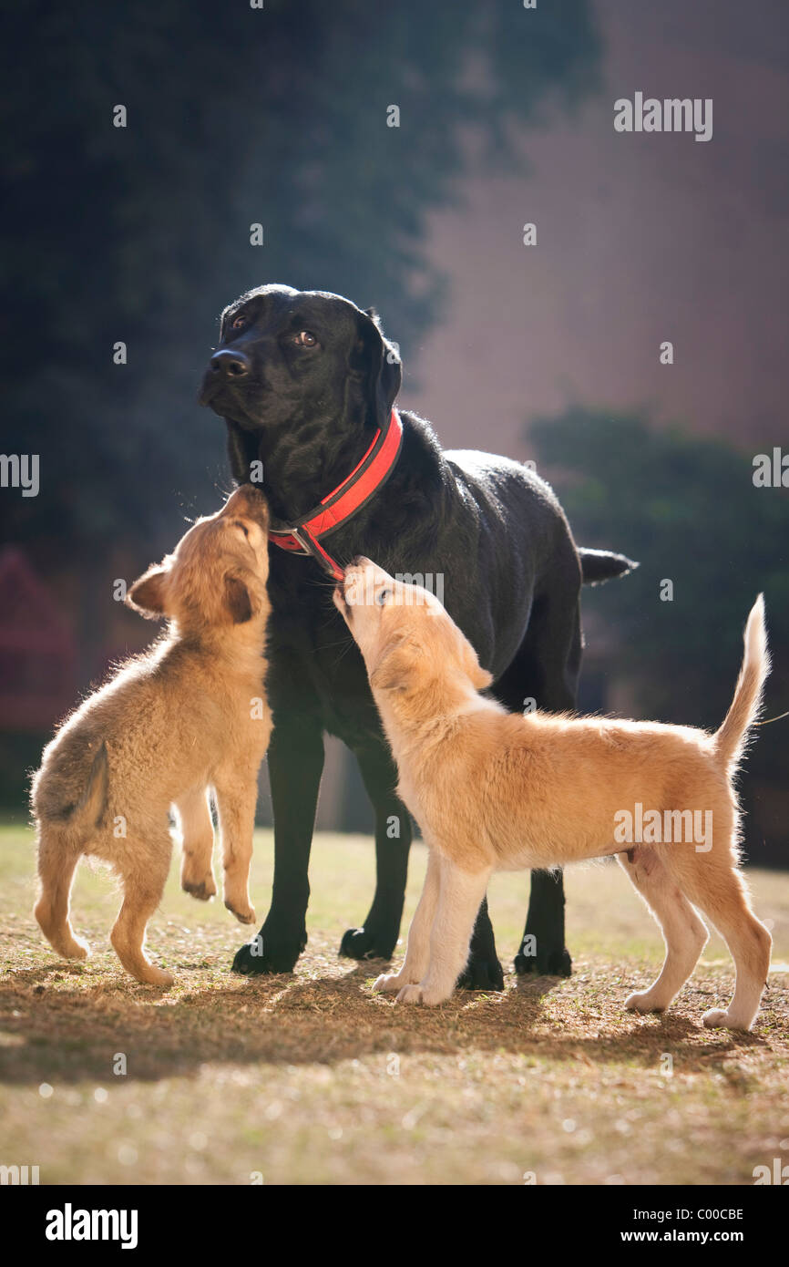 dog and two puppies Stock Photo - Alamy