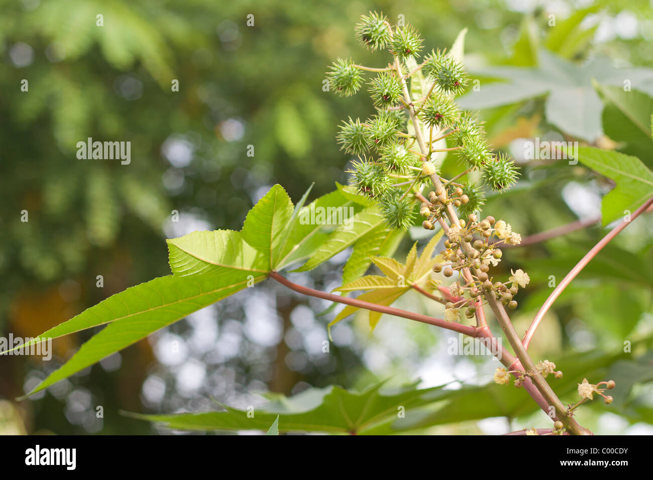 castor oil plants(Ricinus communis Stock Photo - Alamy