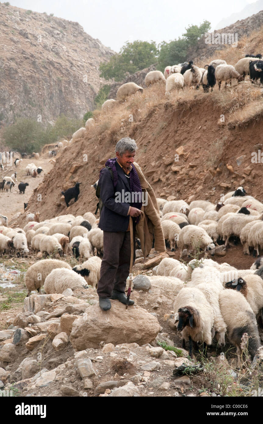 Kurdish Sheep Stock Photos & Kurdish Sheep Stock Images - Alamy