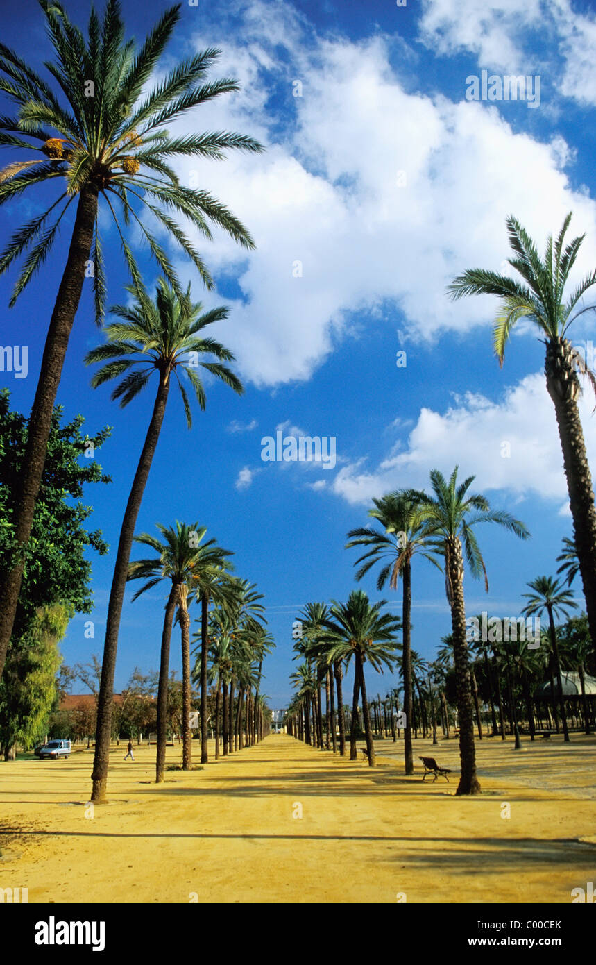 Rows Of Pam Trees Stock Photo - Alamy