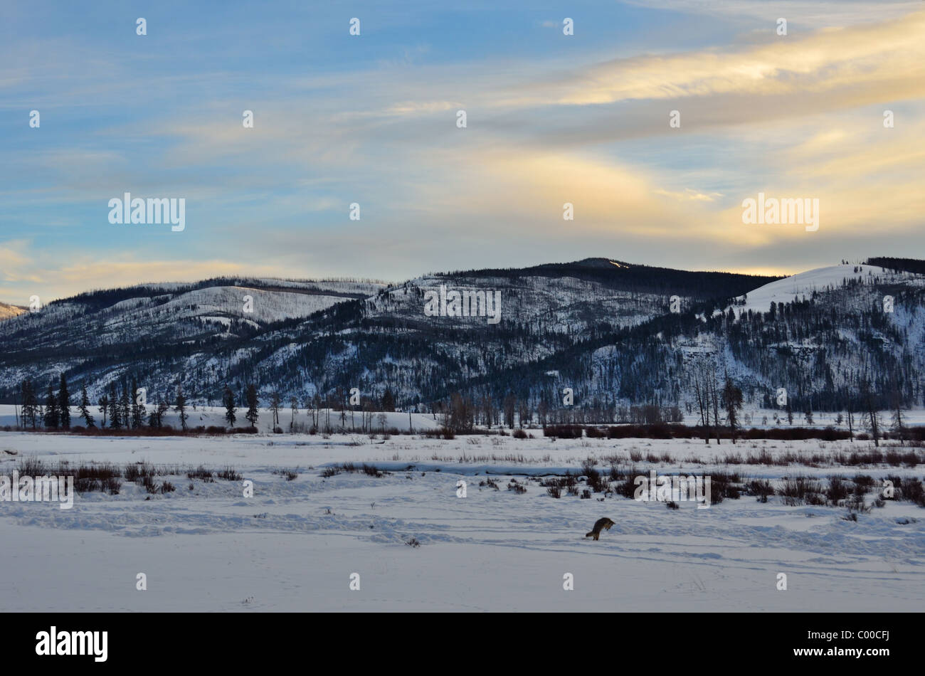 Winter landscape of lamar valley hi-res stock photography and images ...