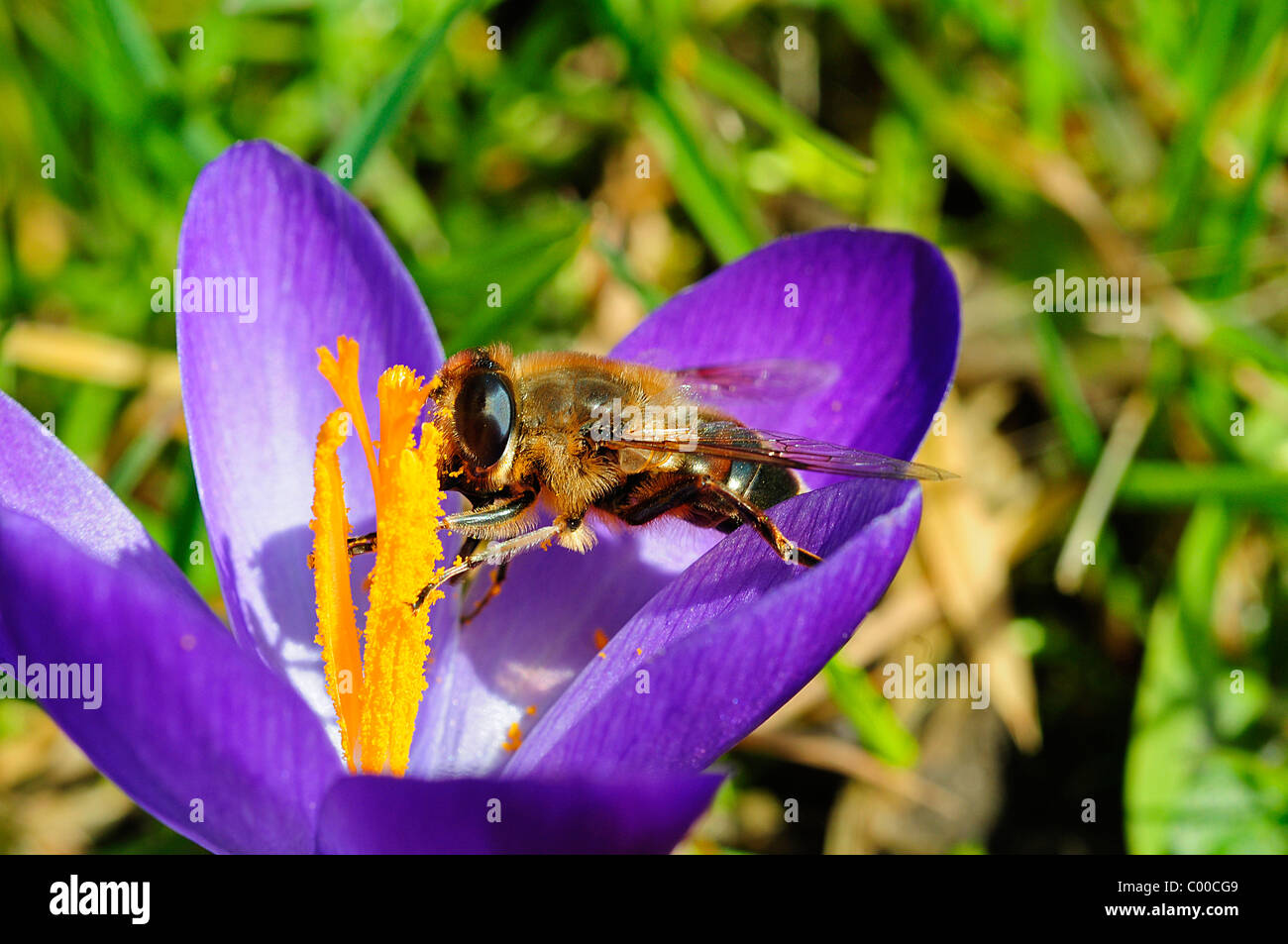 Drone and fly hi-res stock photography and images - Alamy