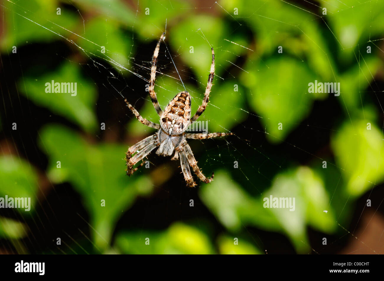 European Garden Spider, Cross Orbweaver, Cross Spider (Araneus ...
