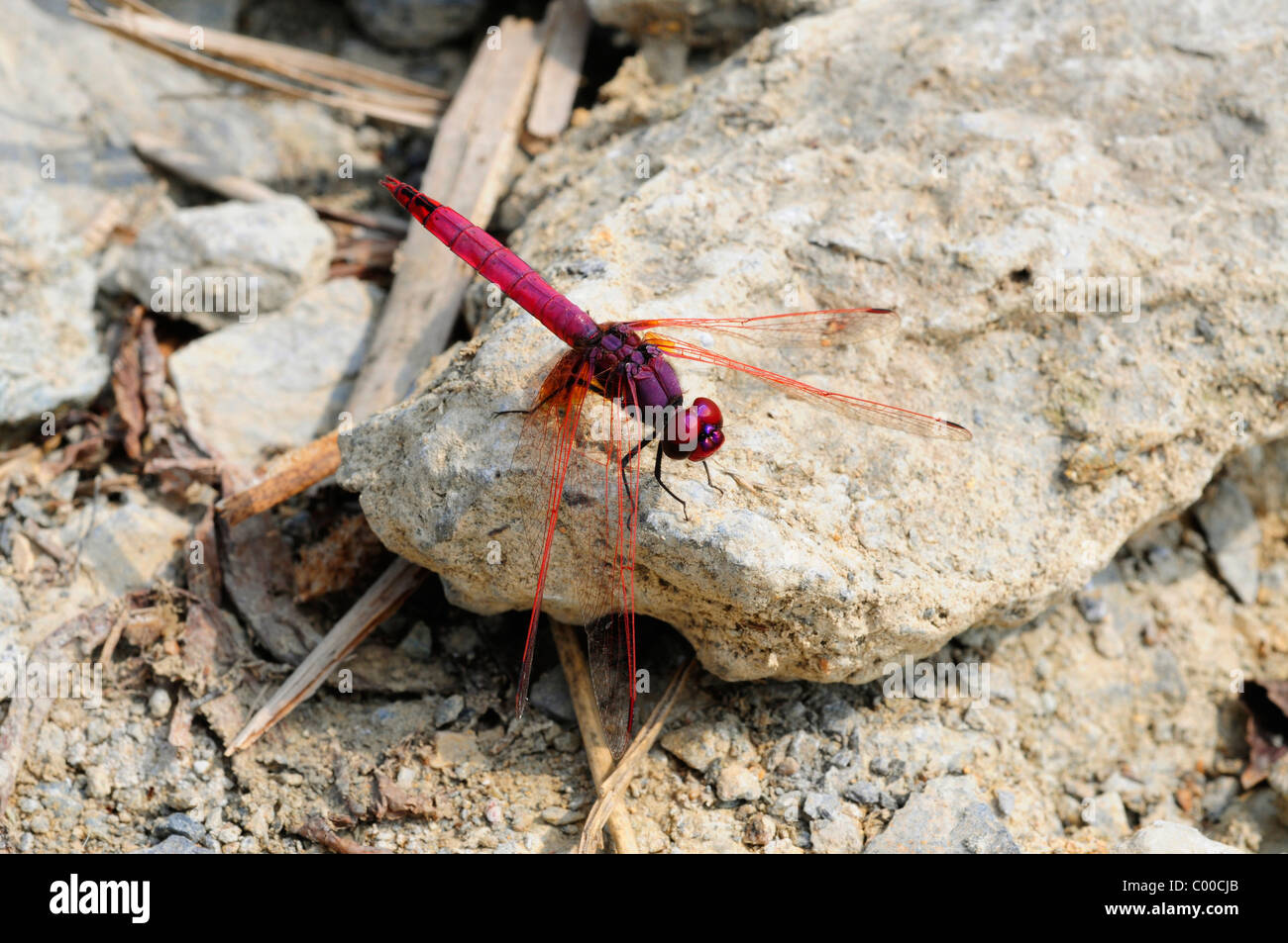 Common scarlet darters hi-res stock photography and images - Alamy