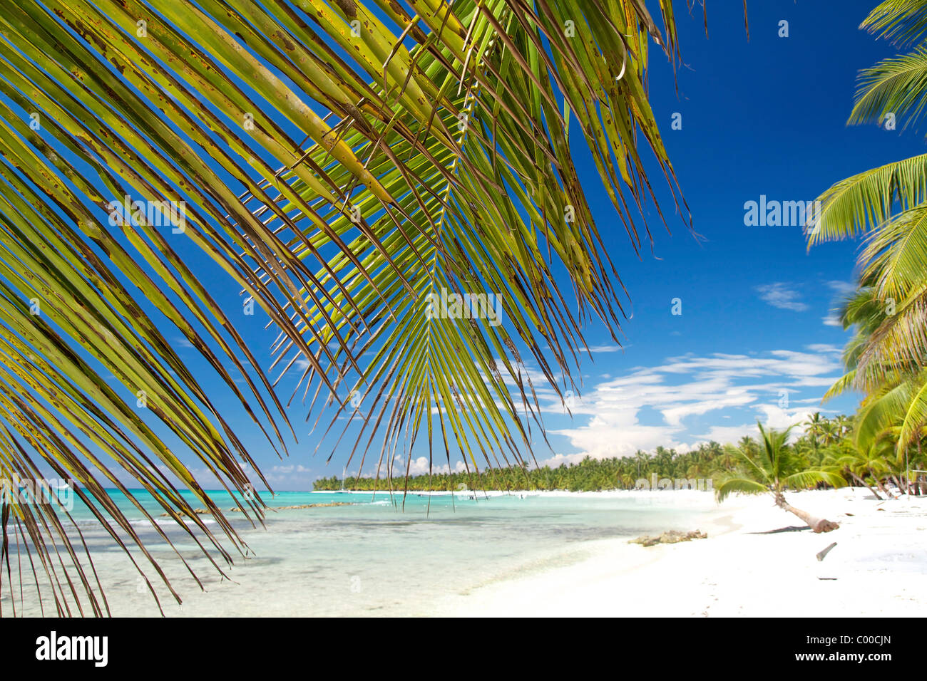Bay leaf caribbean hi-res stock photography and images - Alamy