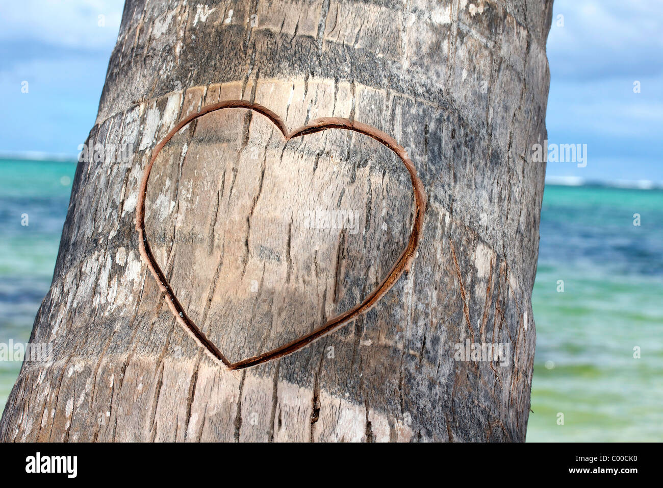 Heart cutted on palm tree Stock Photo - Alamy