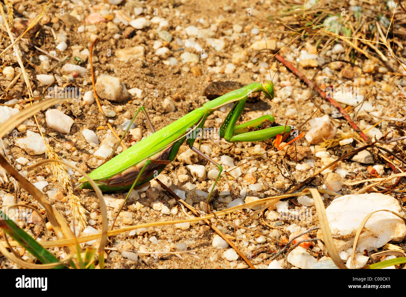 Prey mantises hi-res stock photography and images - Alamy