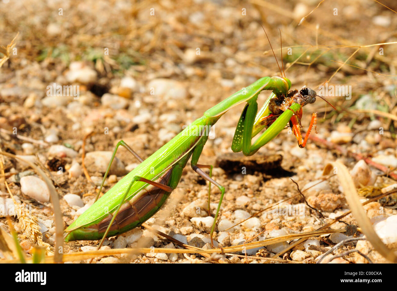 Prey mantises hi-res stock photography and images - Alamy