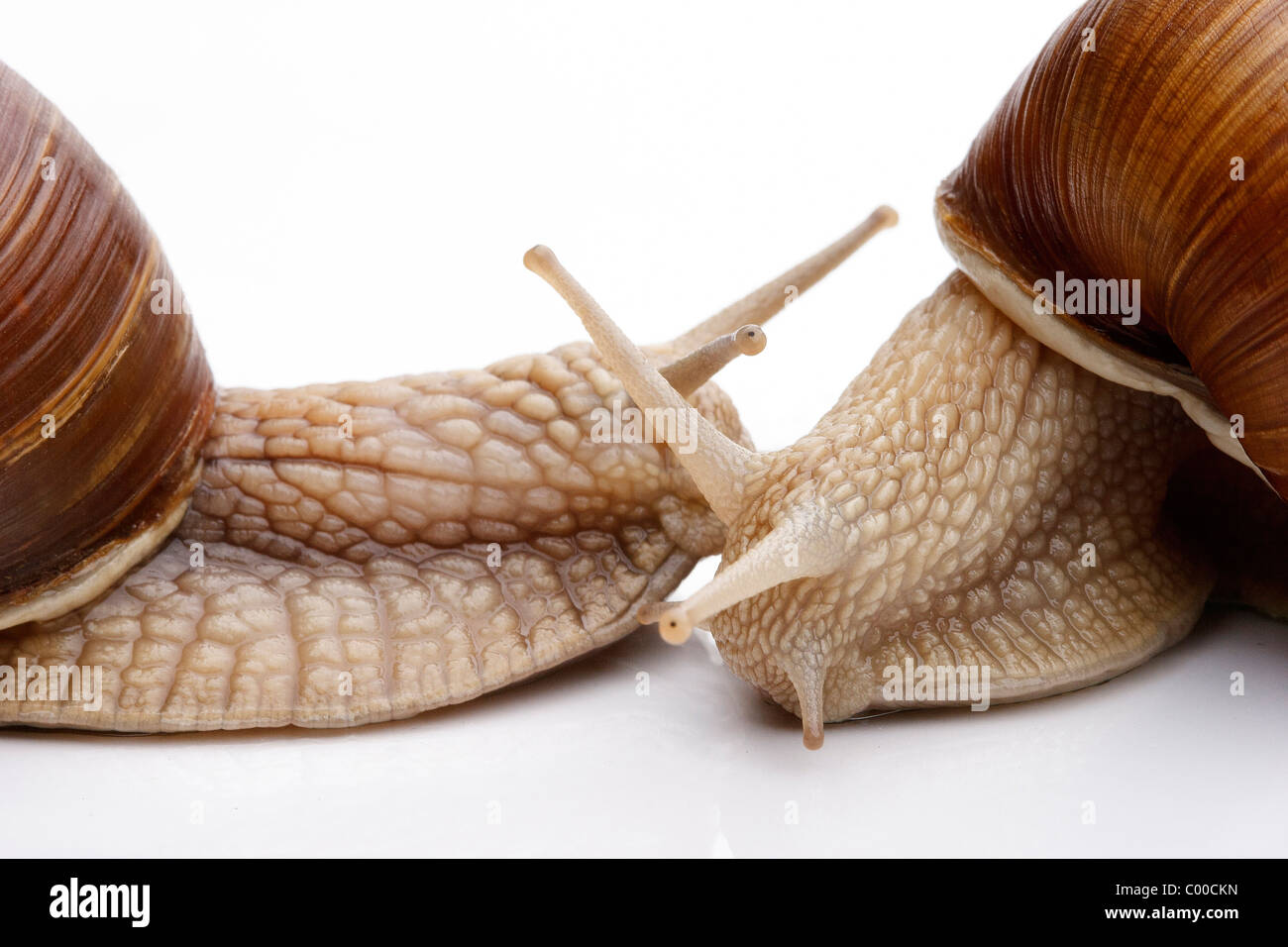 two Burgundy snails - cut out / Helix pomatia Stock Photo - Alamy