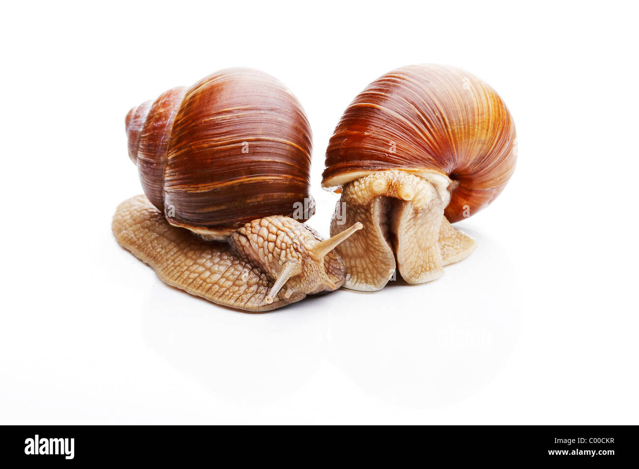 two Burgundy snails - cut out / Helix pomatia Stock Photo - Alamy