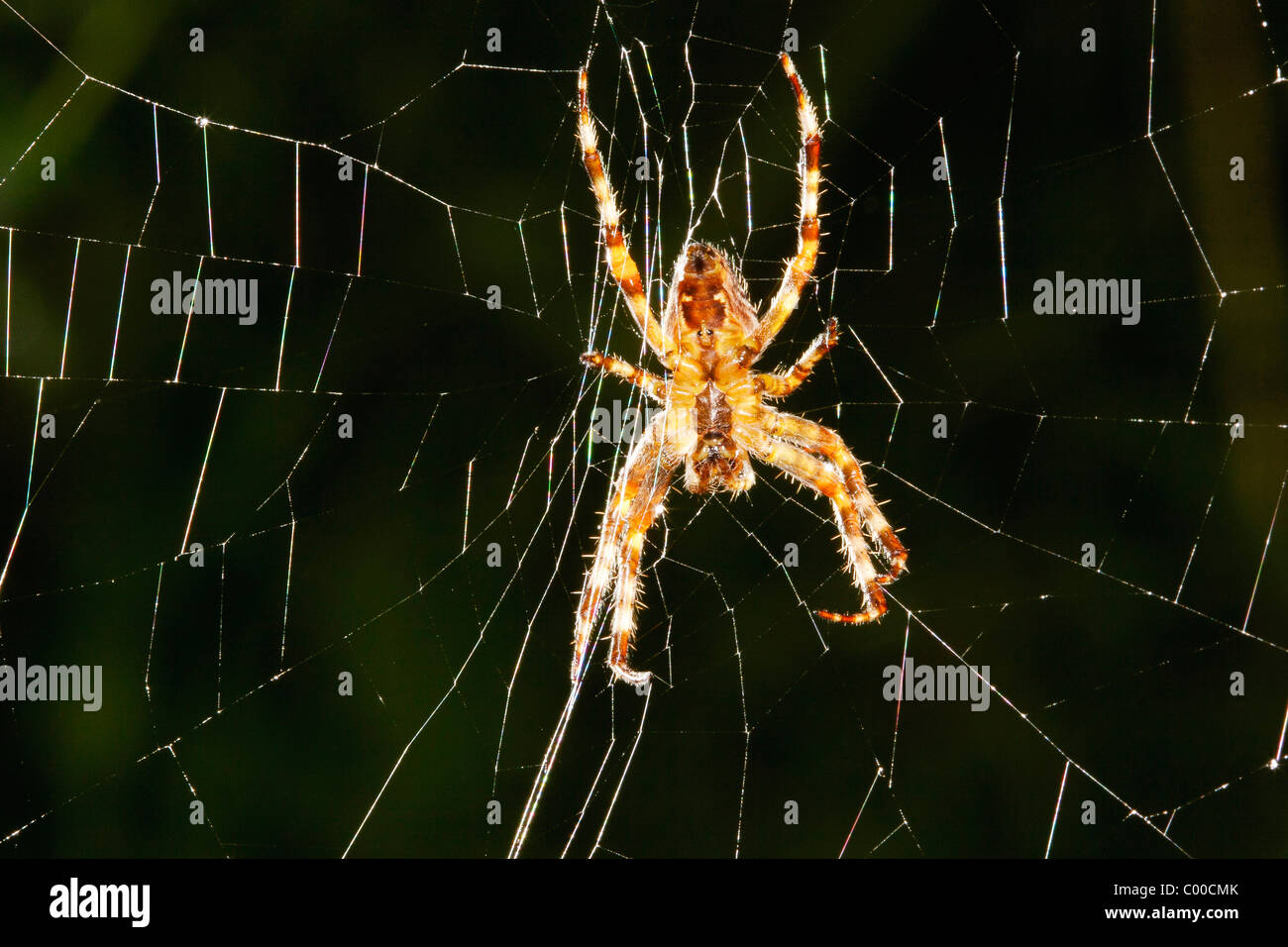 European Garden Spider, Cross Orbweaver, Cross Spider (Araneus ...