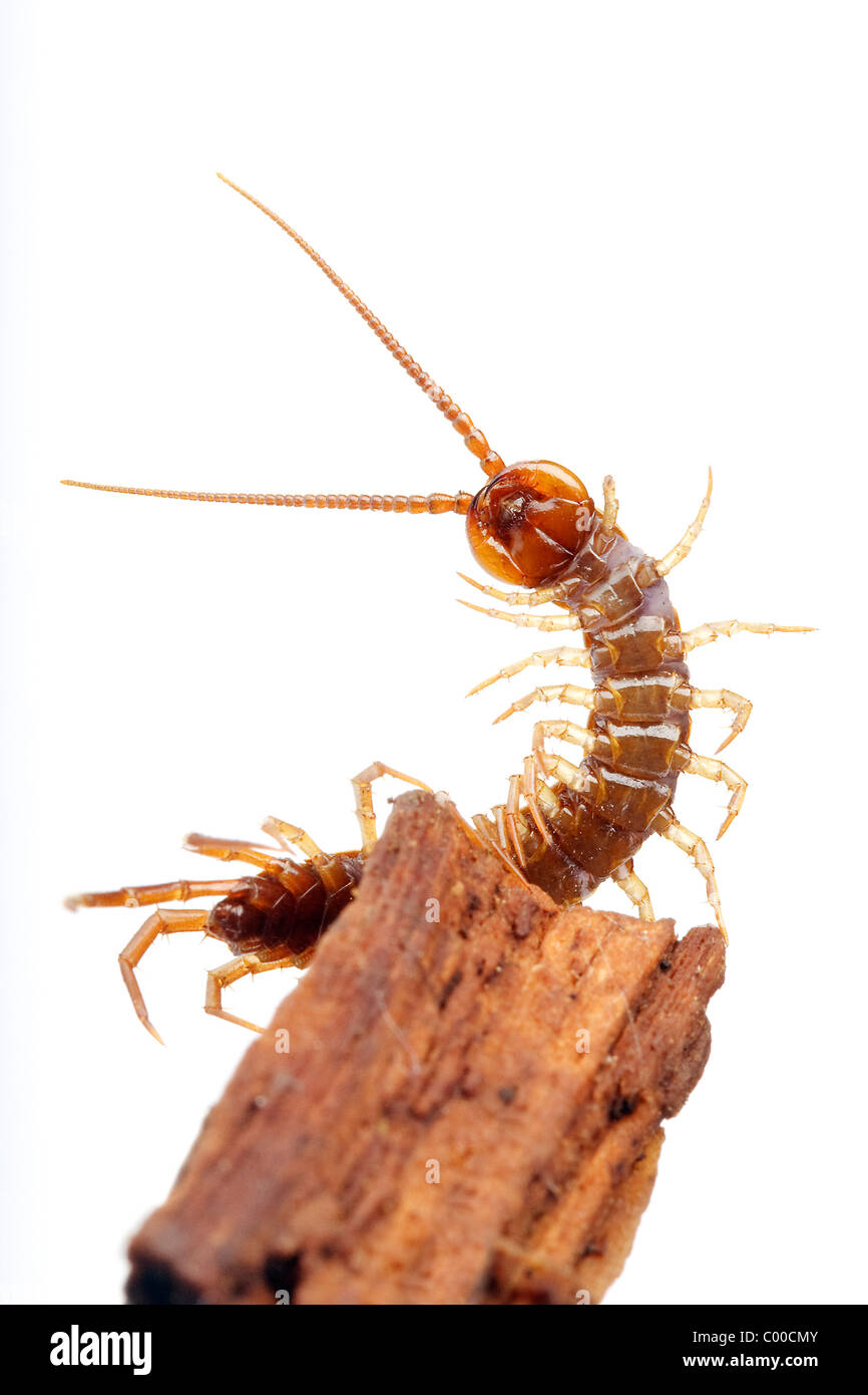 Adult arthropod arthropoda chilopoda cut out hi-res stock photography ...